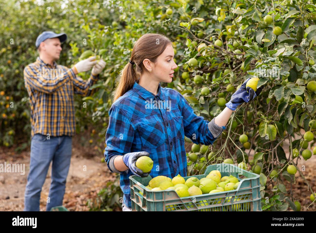 Female farmer holding branches of lemon tree with lemons, picking ...