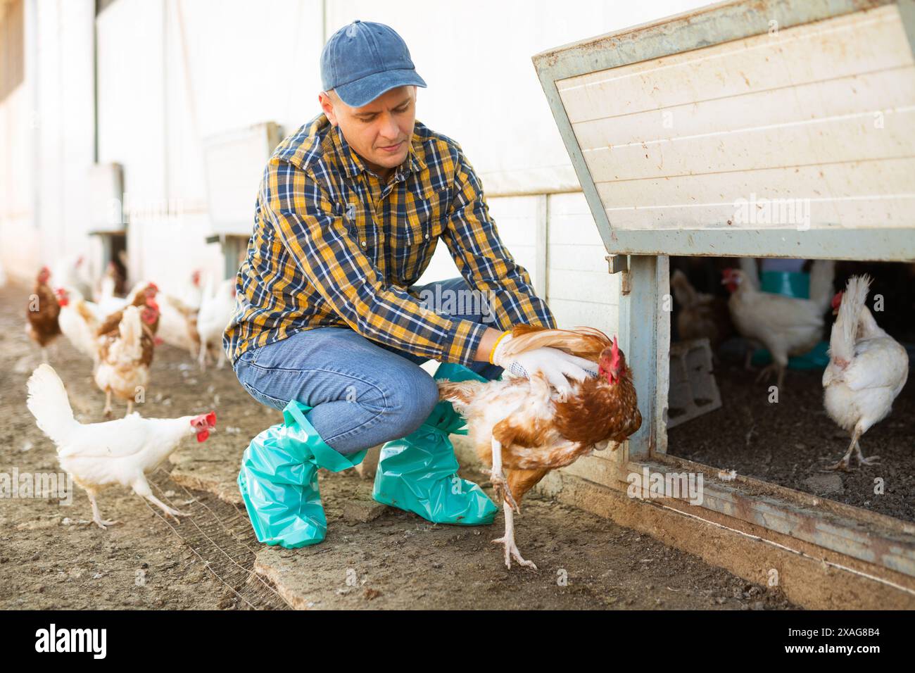 Broiler chicken and germany hi-res stock photography and images - Alamy