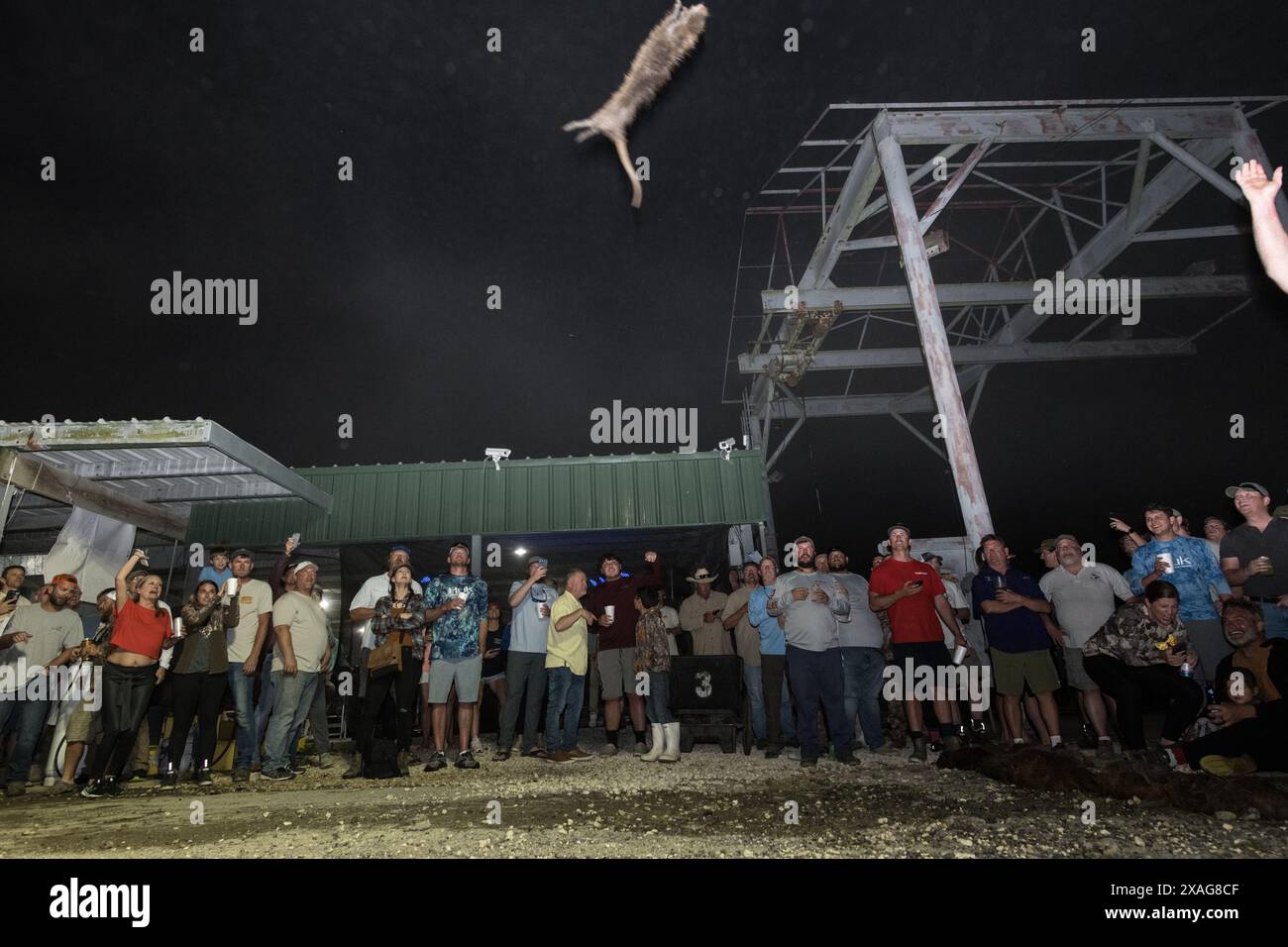 Participant hurls a dead nutria in the "nutria toss" contest at the ...