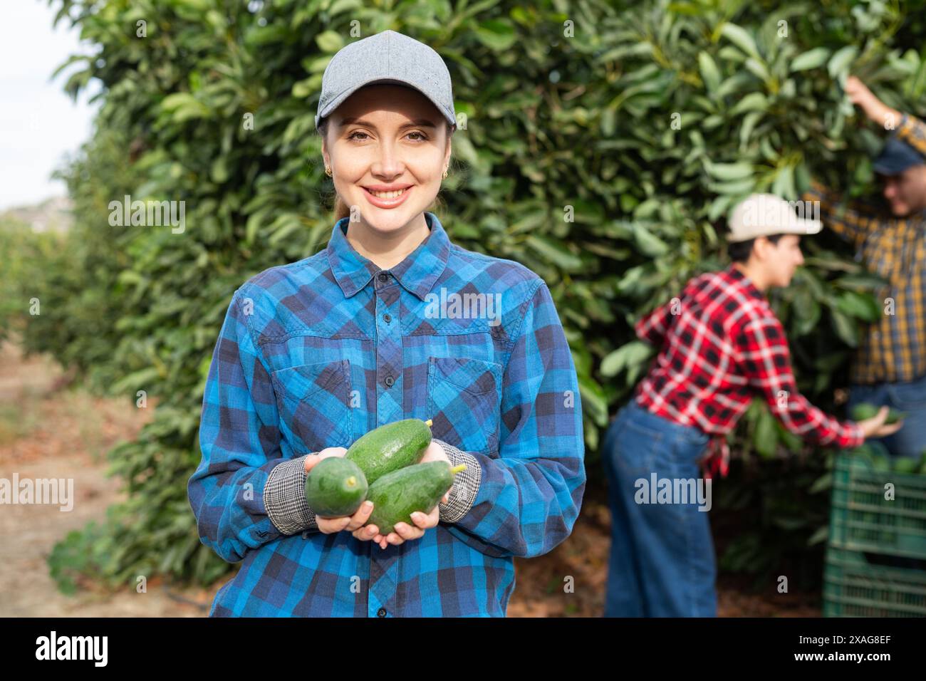 Positive woman harvesting ripe avocado in orchard Stock Photo - Alamy