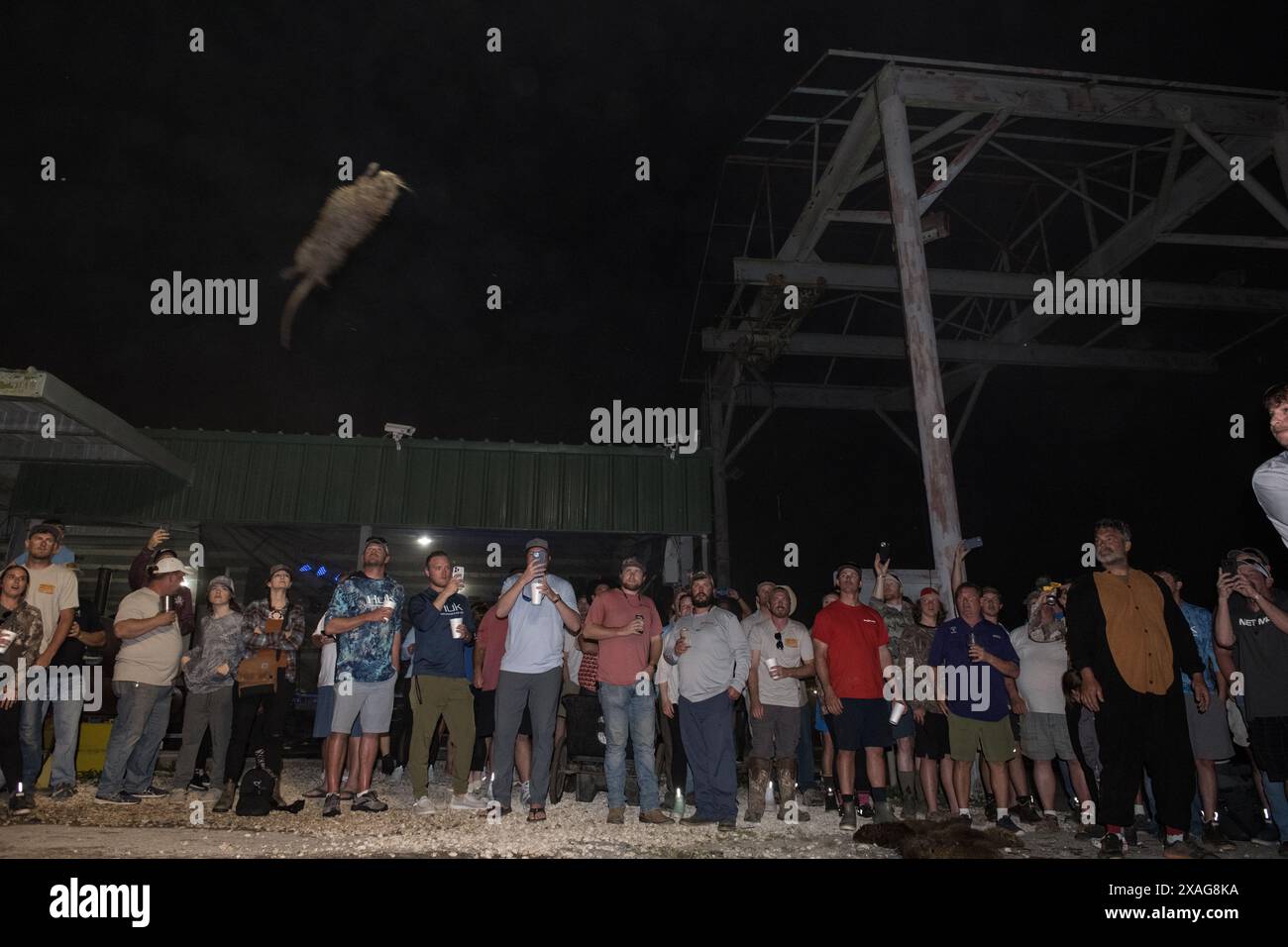 Participant hurls a dead nutria in the "nutria toss" contest at the ...