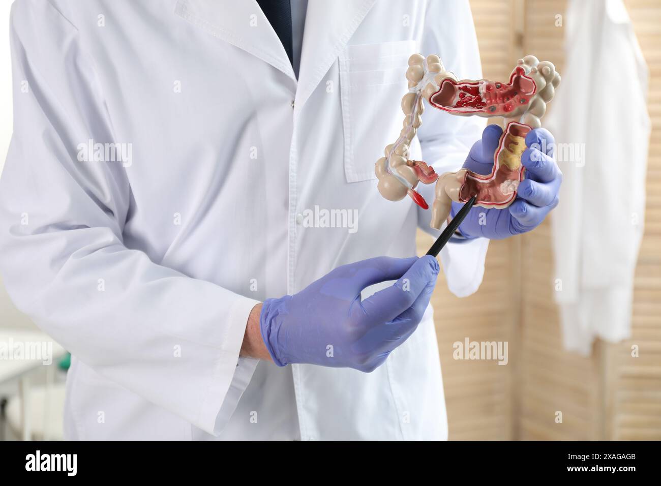 Doctor showing model of large intestine indoors, closeup Stock Photo ...