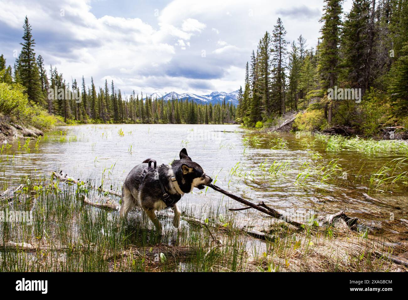 A couple hiking in the Foothills of the Rocky Mountains near Mount ...
