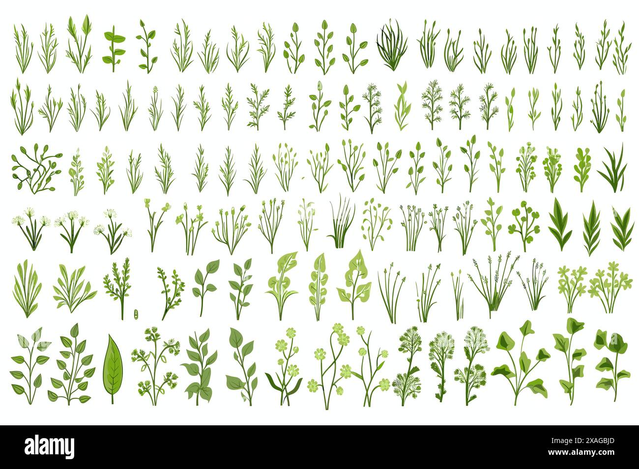 Sketch plants hi-res stock photography and images - Alamy