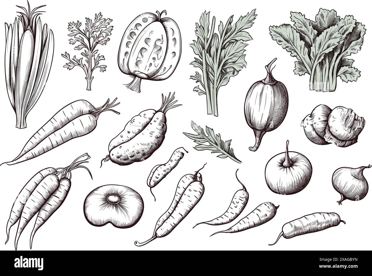 Hand drawn set of vegetable elements, carrot, salad, tomato, onion ...