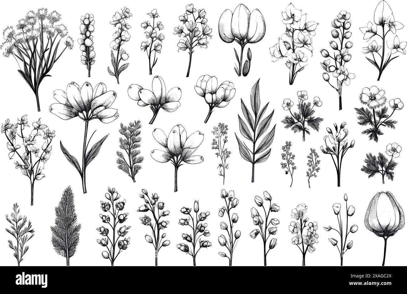 A collection of individual drawn flowers of various kinds Stock Vector ...