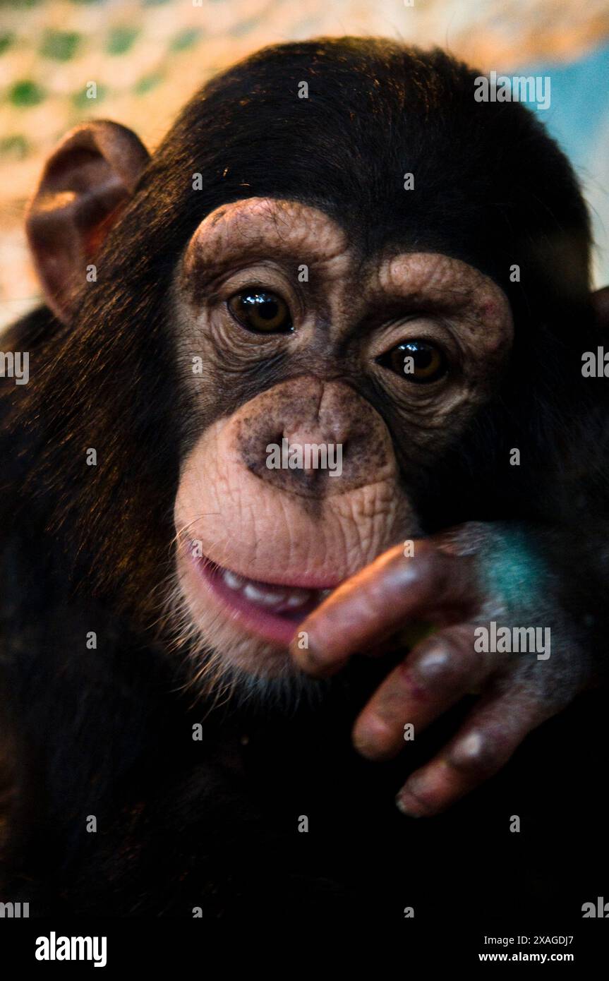 portrait of a cute Chimp Stock Photo - Alamy
