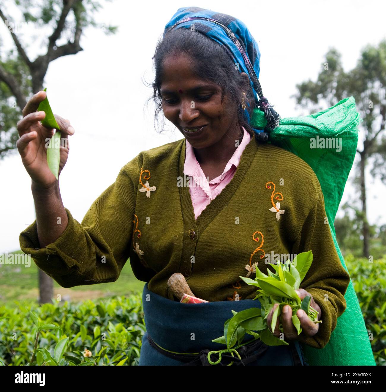 Picking tea leaves in a big tea plantation in the Haputale region in ...