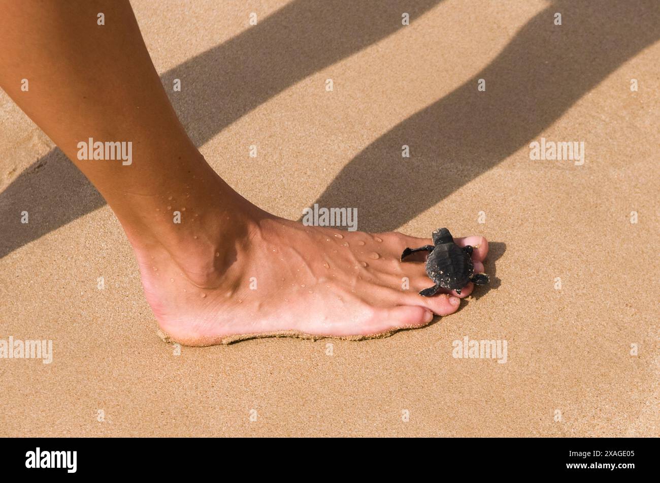 A recently hatched Sea Turtle making his way back to the ocean. he is ...