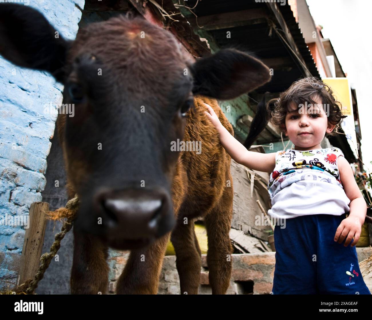 A young boy enjoys playing with a young cow Stock Photo - Alamy
