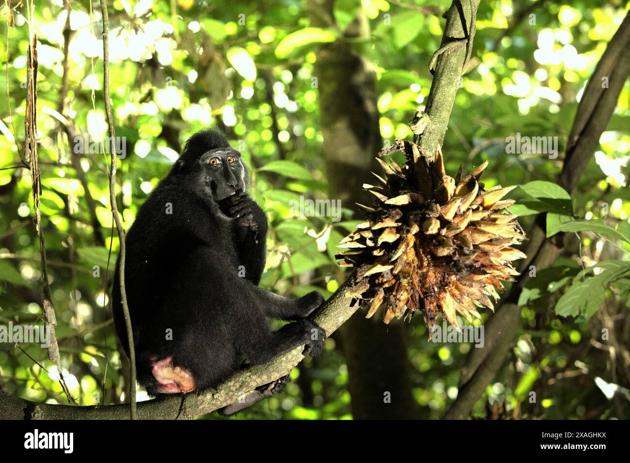 A black-crested macaque (Macaca nigra) sits on liana vine, behind a ...