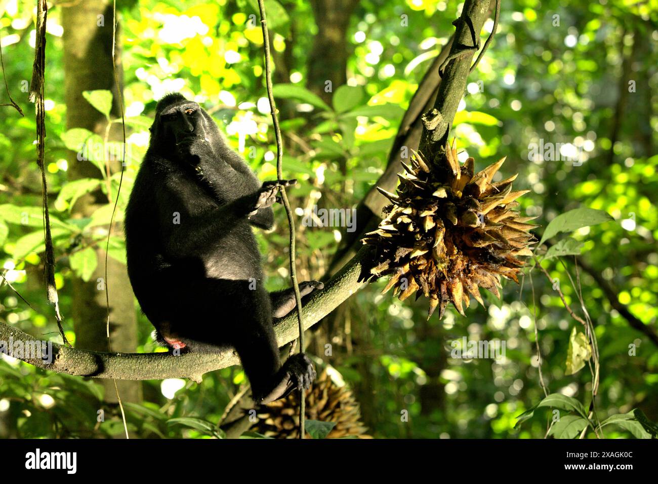 A black-crested macaque (Macaca nigra) sits on liana vine, behind a ...