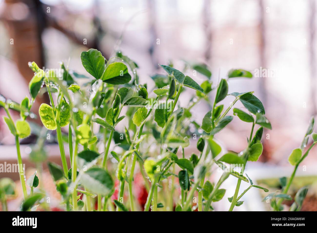 Microgreen pea sprouts on hi-res stock photography and images - Alamy