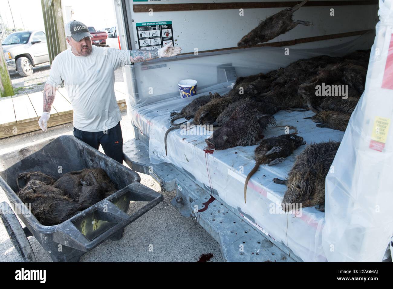 Hunters unload a truckload of hunted nutria carcasses at Venice Marina ...