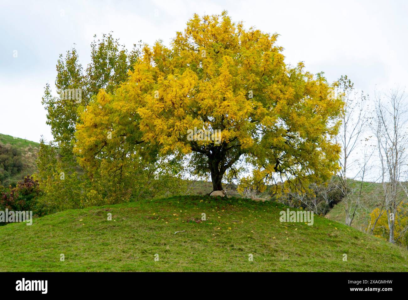 Sheep Pasture in Taranaki Region - New Zealand Stock Photo - Alamy