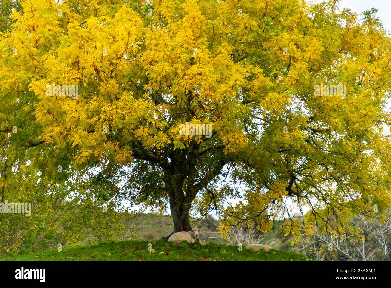 Sheep Pasture in Taranaki Region - New Zealand Stock Photo - Alamy
