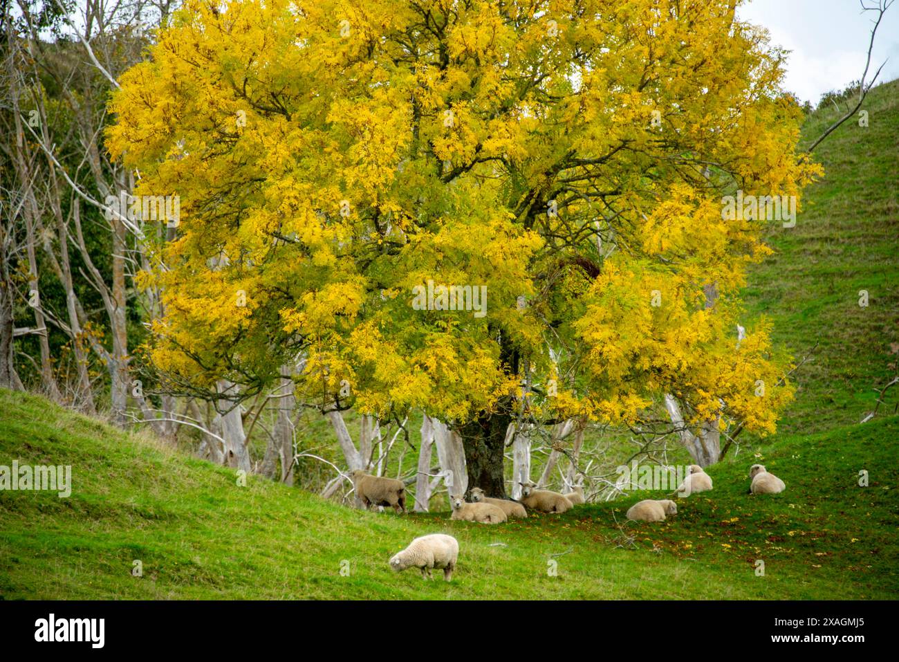Sheep Pasture in Taranaki Region - New Zealand Stock Photo - Alamy