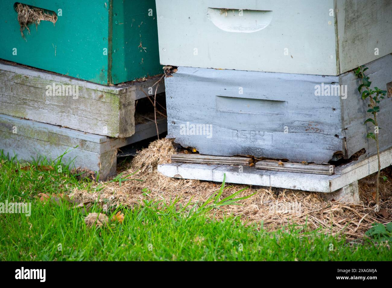 Bee Hive - New Zealand Stock Photo - Alamy