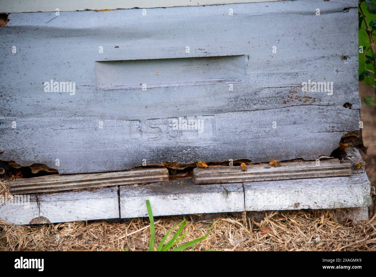 Bee Hive - New Zealand Stock Photo - Alamy
