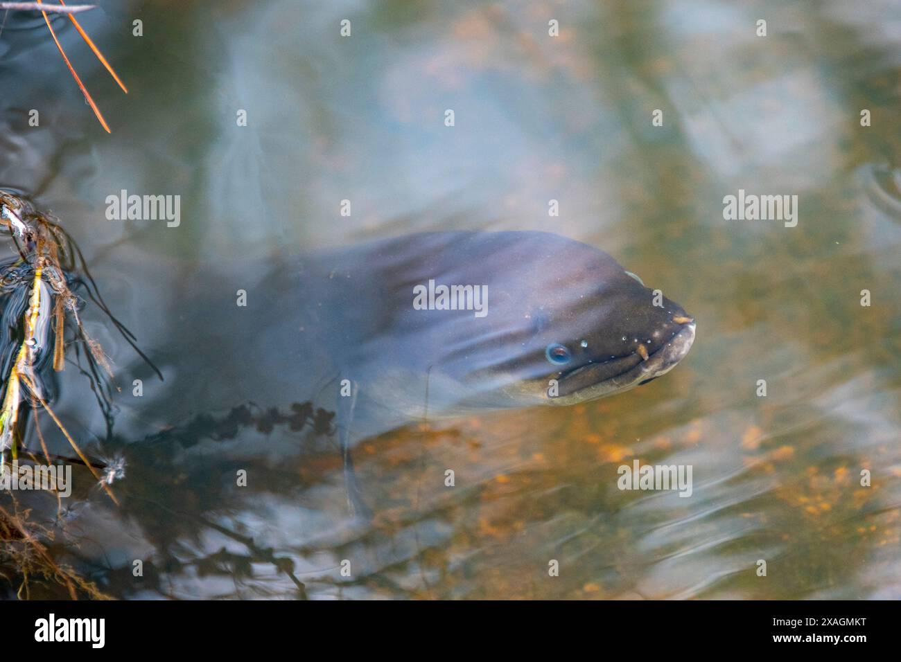New Zealand Longfin Eel in the River Stock Photo - Alamy
