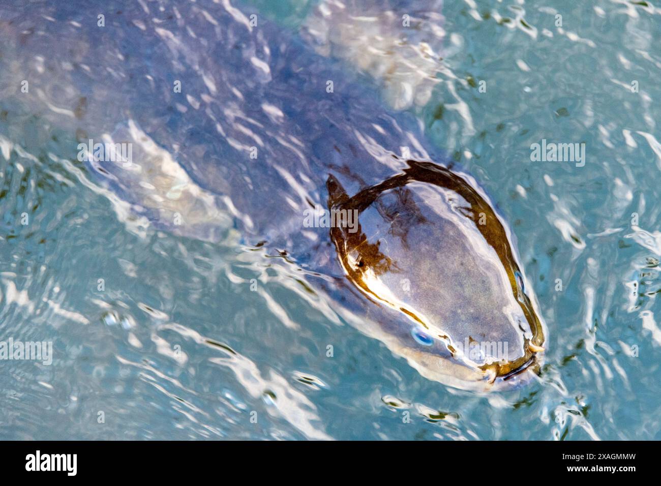 New Zealand Longfin Eel in the River Stock Photo - Alamy