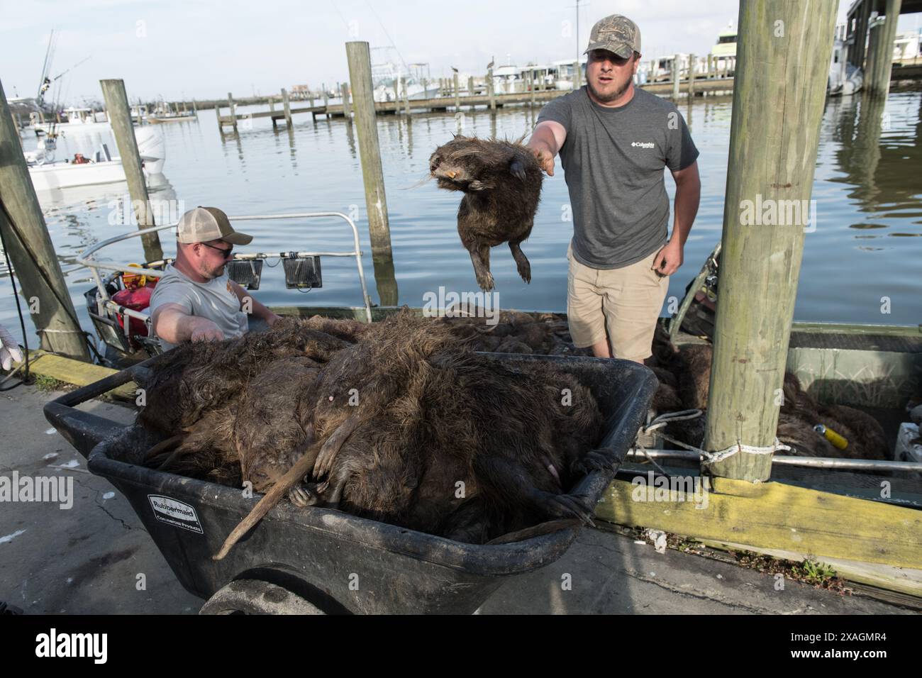 Nutria tail bounty program hi-res stock photography and images - Alamy