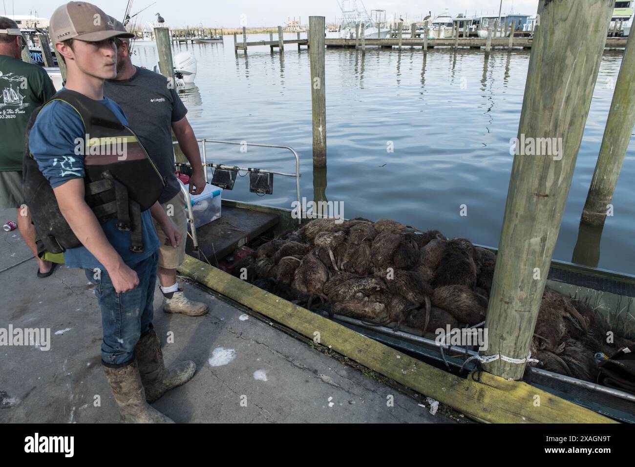 Nutria tail bounty program hi-res stock photography and images - Alamy