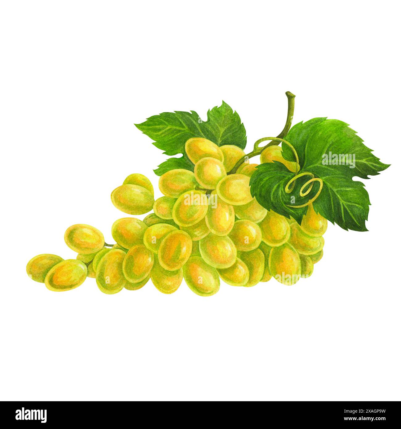 Horizontal bunch of white grapes with leaf and curling tendril ...