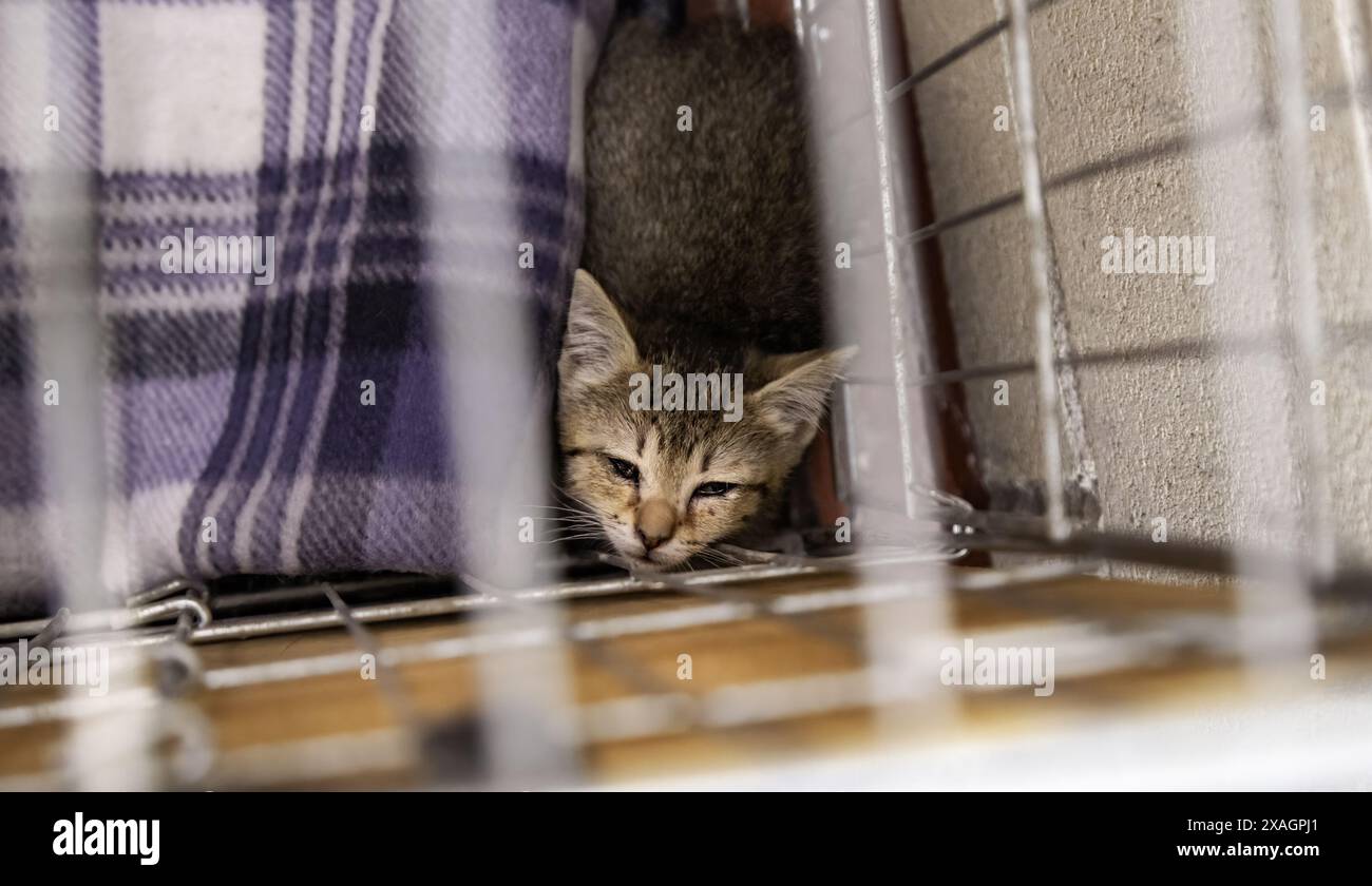 Detail of abandoned cat locked in a cage, rescue Stock Photo - Alamy