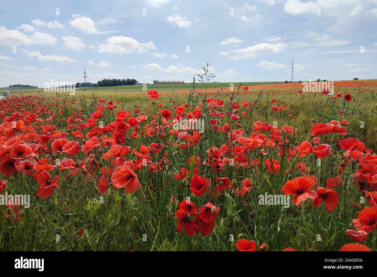 RECORD DATE NOT STATED Oberirsen Themenfoto: Natur, Pflanzen, Blumen ...