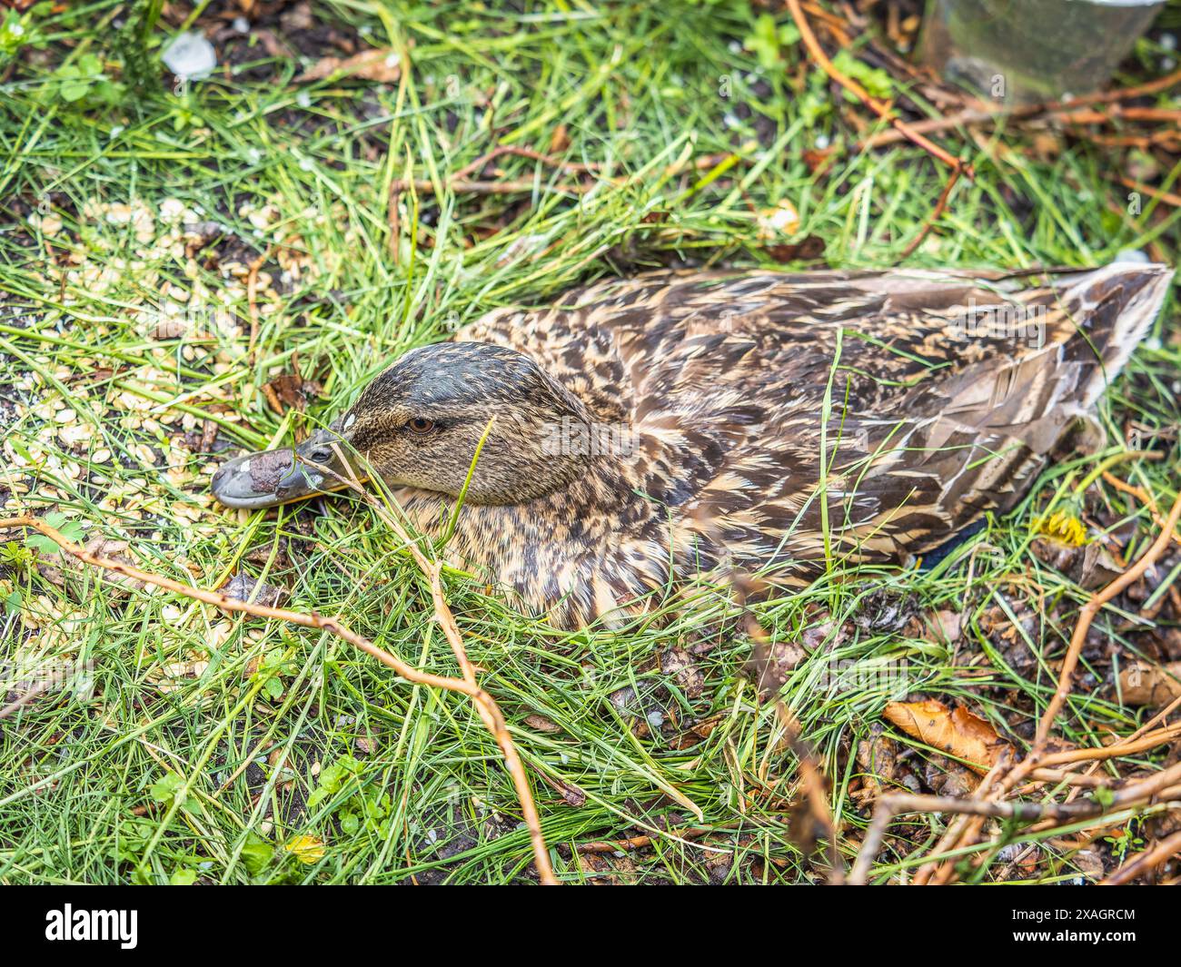Hatching ducklings hi-res stock photography and images - Alamy