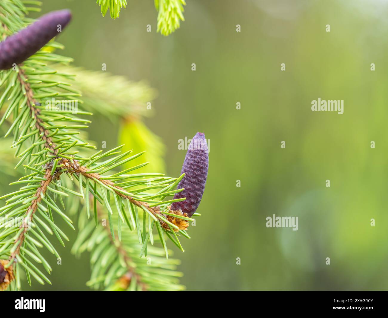 A young female cone of ordinary spruce, it is pink and its scales ...