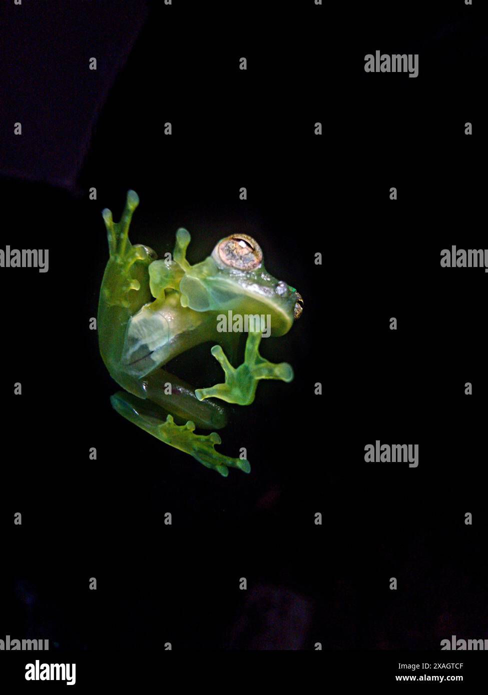 Glass Frog (Centrolenidae) in Costa Rica has translucent underbelly ...