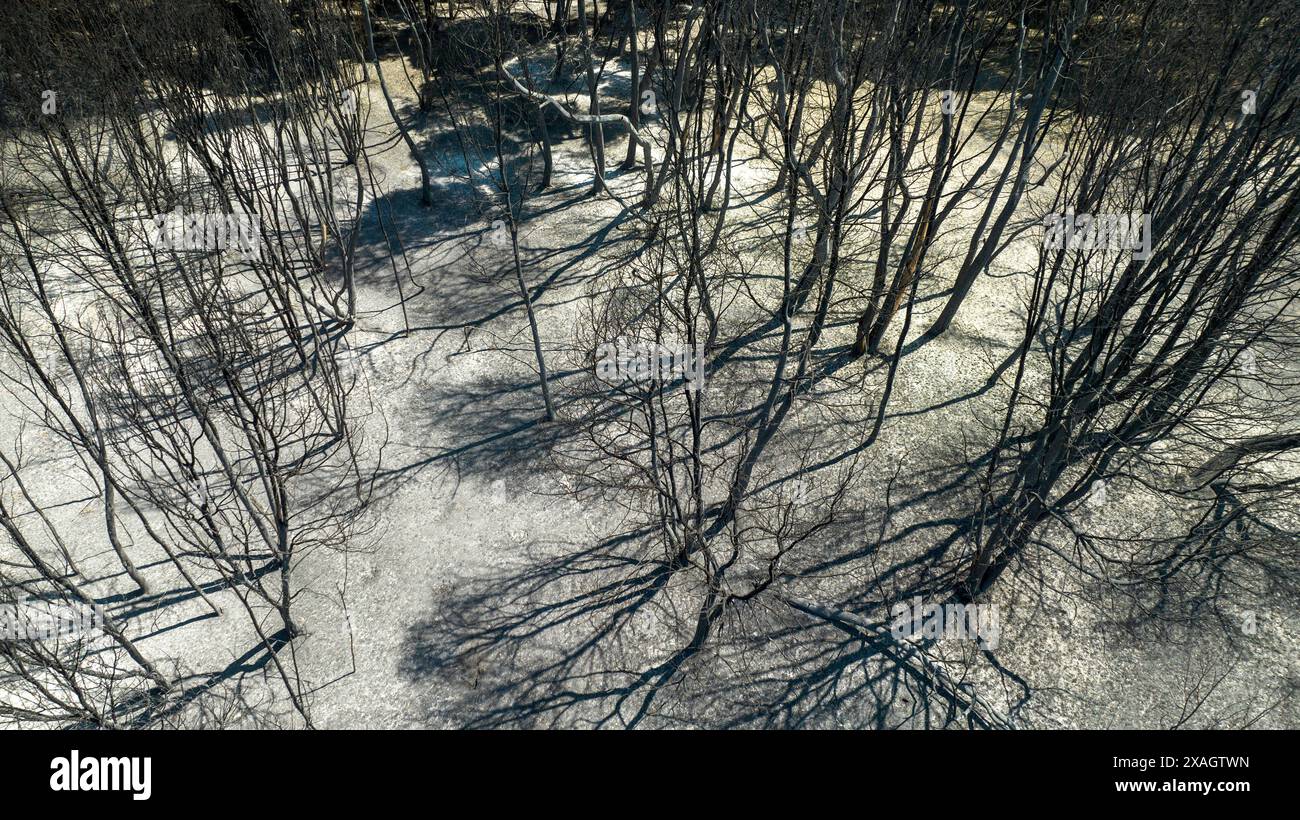 Burned Remnants: Post-Wildfire Landscape in Biobio Stock Photo - Alamy