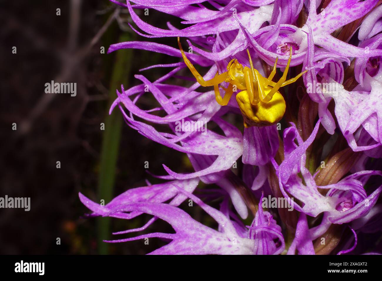 Failed camouflage: Yellow crab spider (Thomisus onustus) on the flowers ...