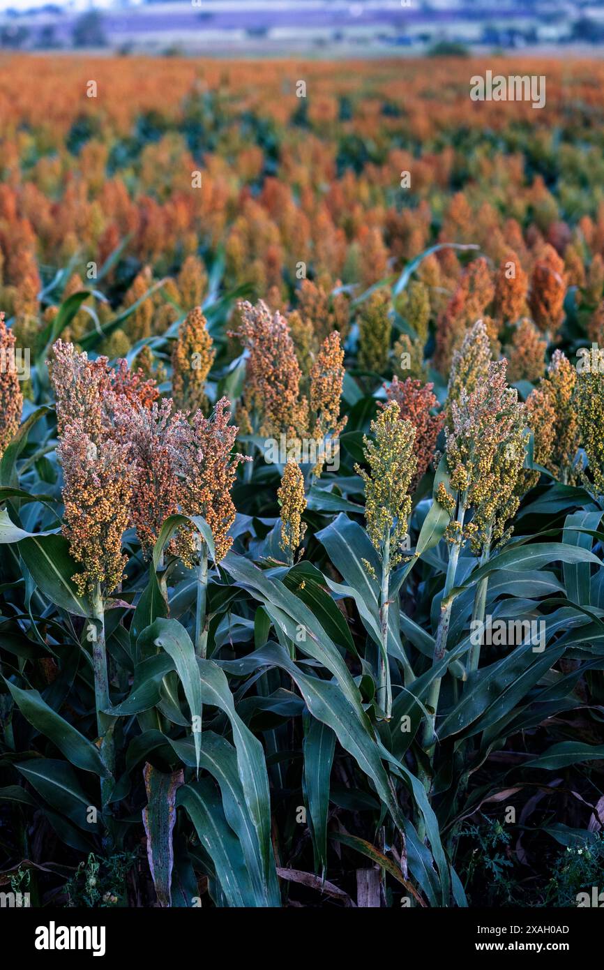 Field of Sorghum ready for harvesting, Darling Downs Queensland Stock ...