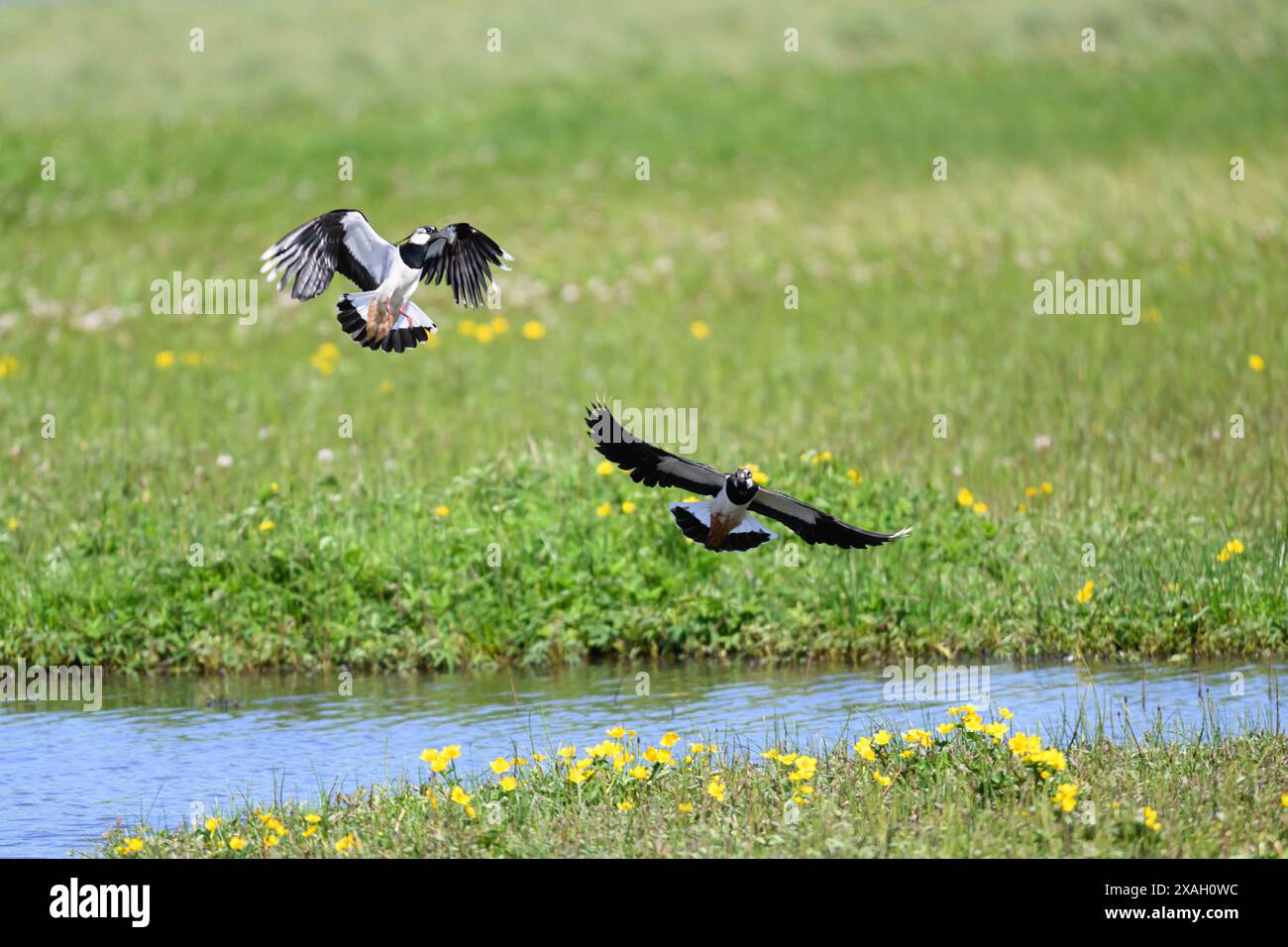 Lapwing (Vanellus vanellus), two birds displaying at Loch Stiapabhat ...