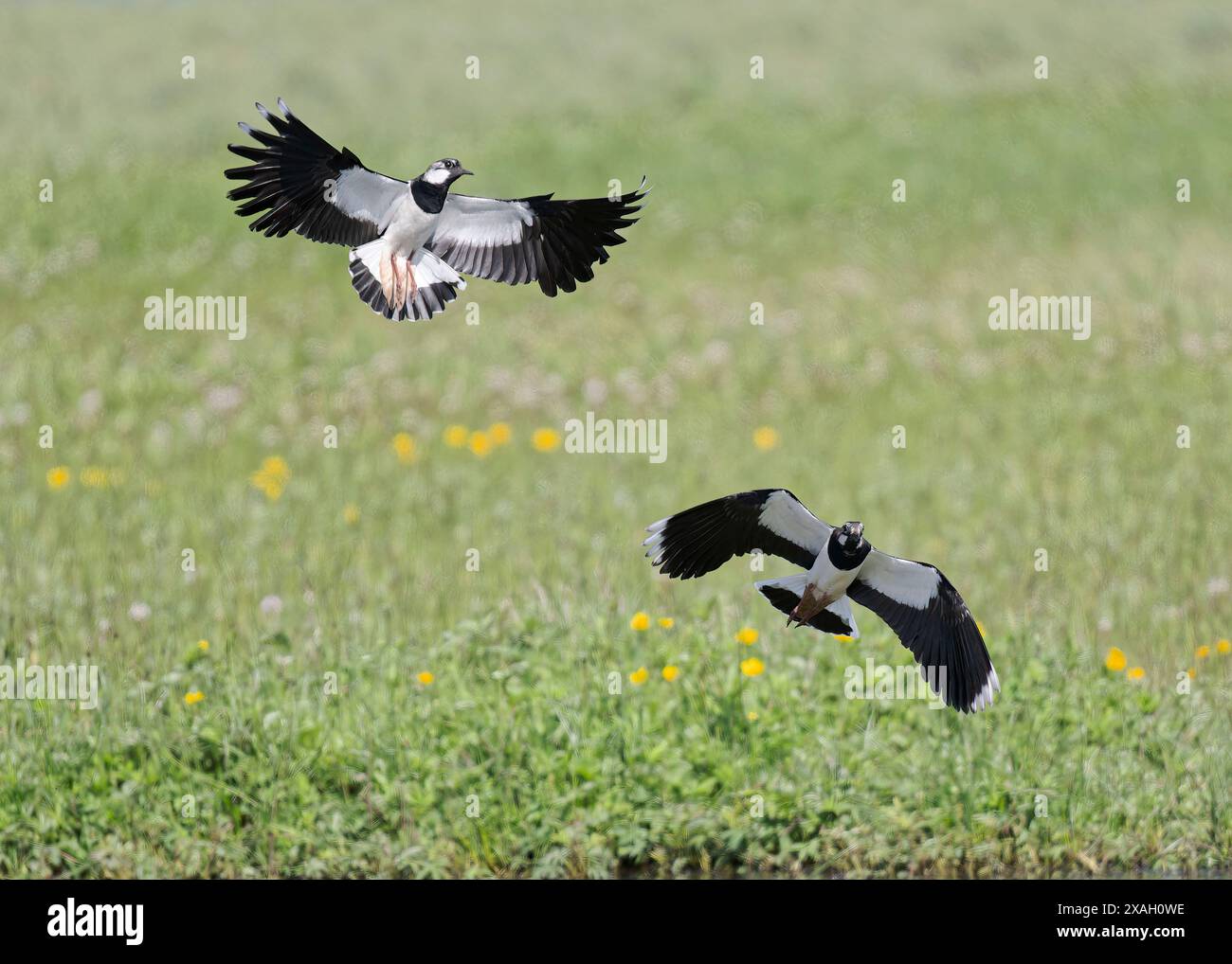 Lapwing (Vanellus vanellus), two birds displaying at Loch Stiapabhat ...