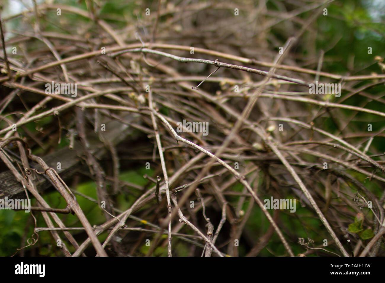 Weaving vine of grapes on an abandoned fence Stock Photo - Alamy