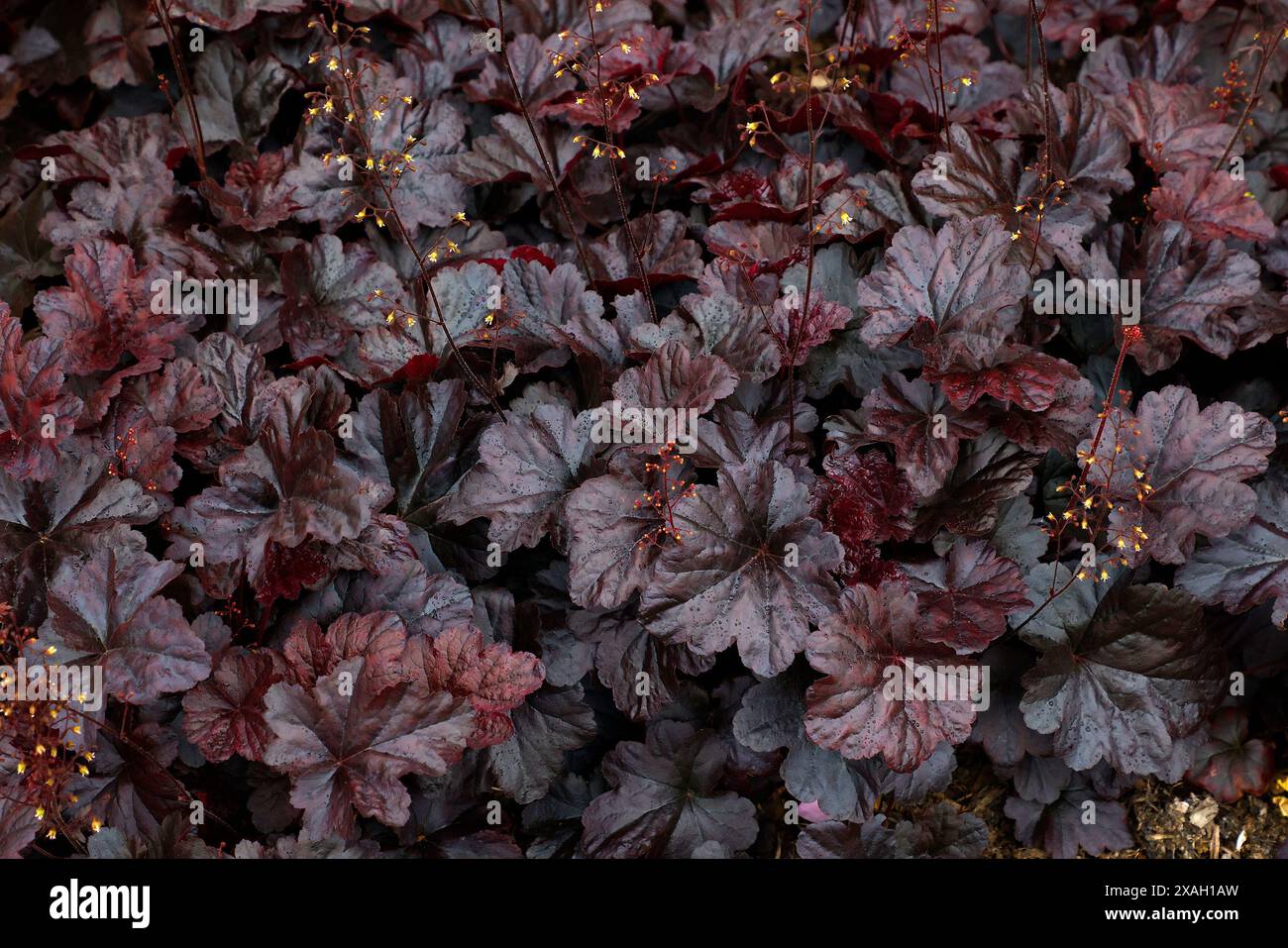 Closeup of the creamy white flowers and dark purple leaves of the ...