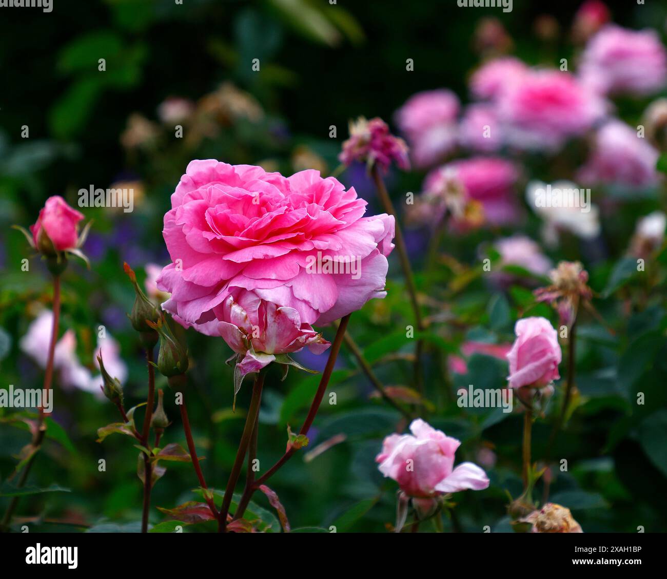 Closeup of the pink flower of the summer flowering English garden shrub ...