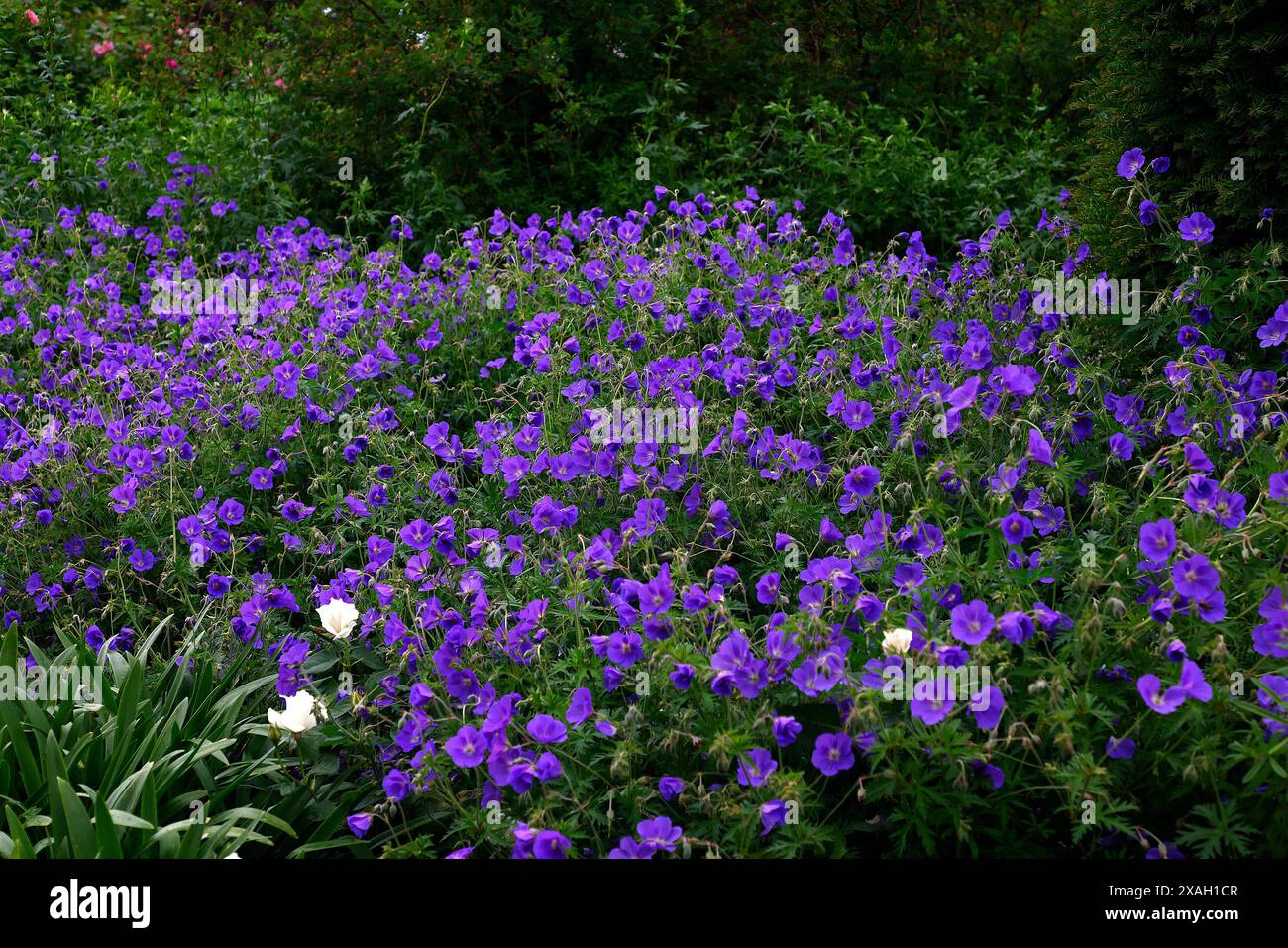 Closeup of the violet-blue flowers of the herbaceous perennial garden ...