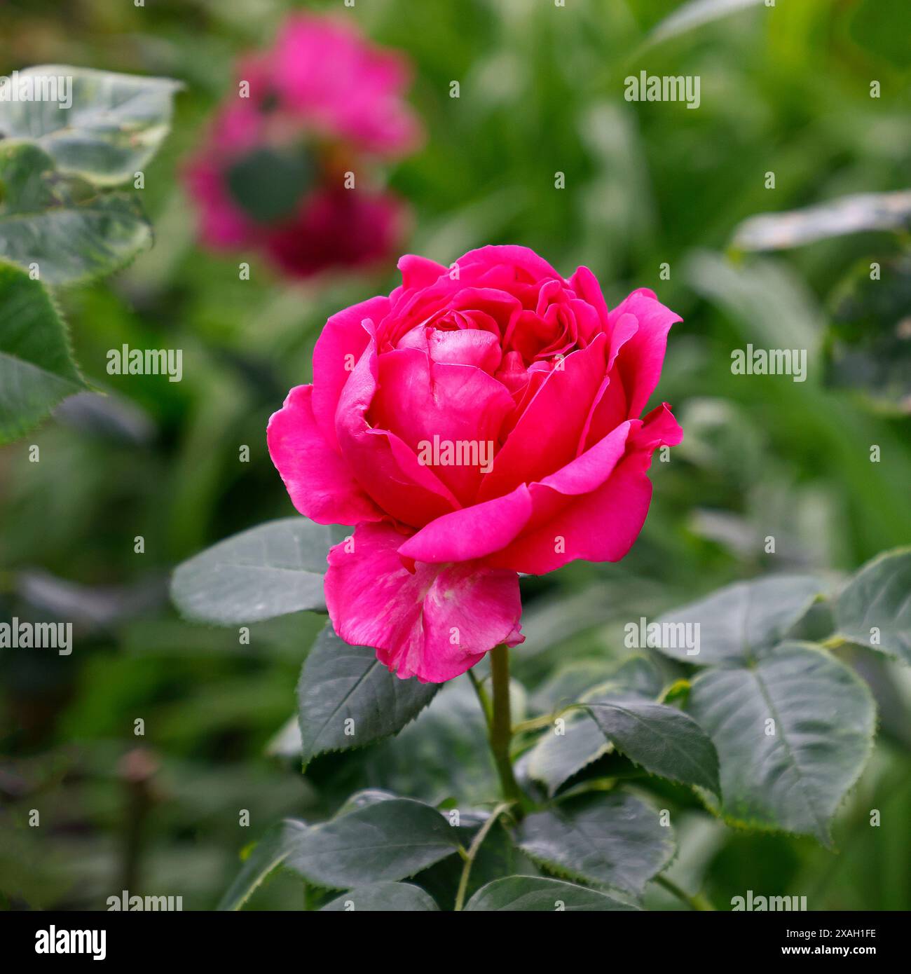 Closeup of the crimson flower of the repeat flowering English garden ...