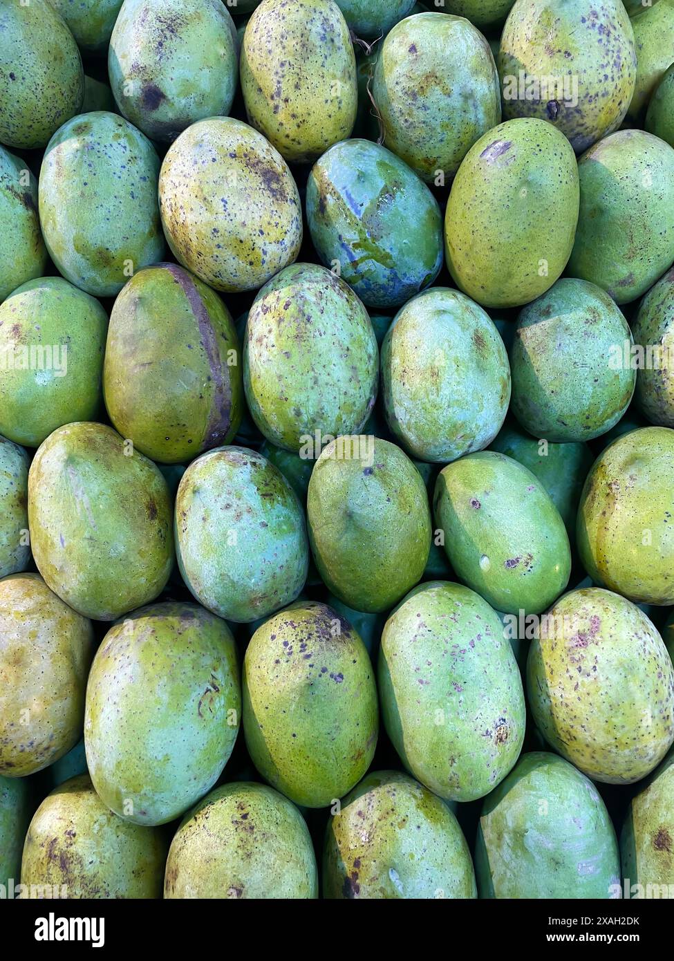 Fresh ripe mango display for sale.this photo was taken from bangladesh ...