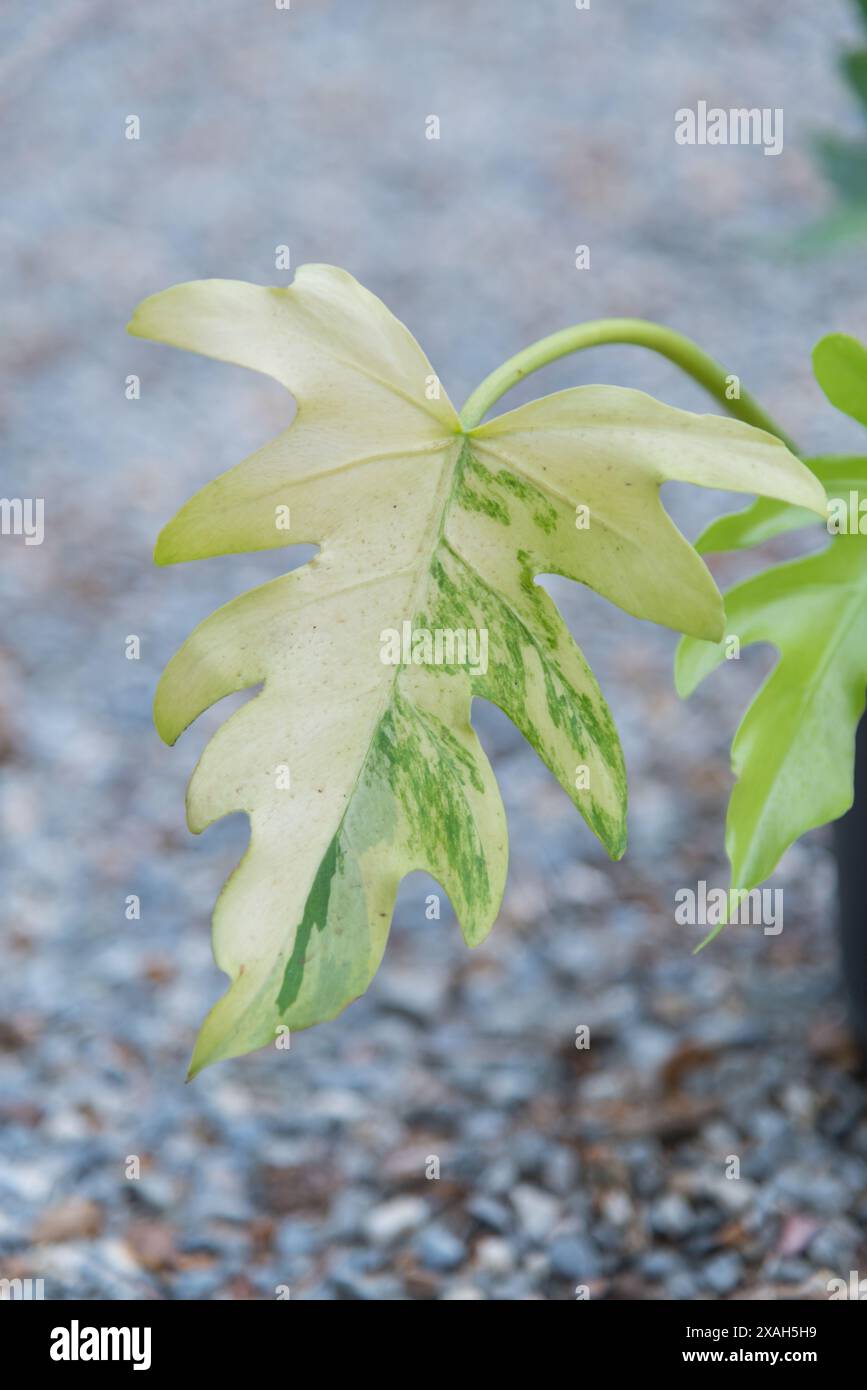 Varigated color hi-res stock photography and images - Alamy