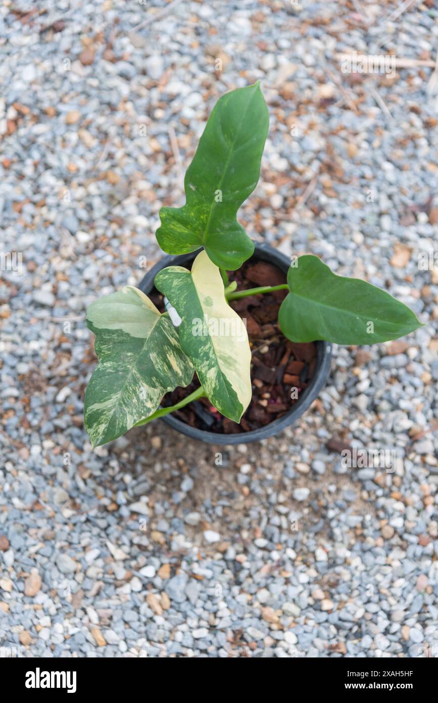 Closeup to Fresh leaf of philodendron florida beauty x mayoi Stock ...