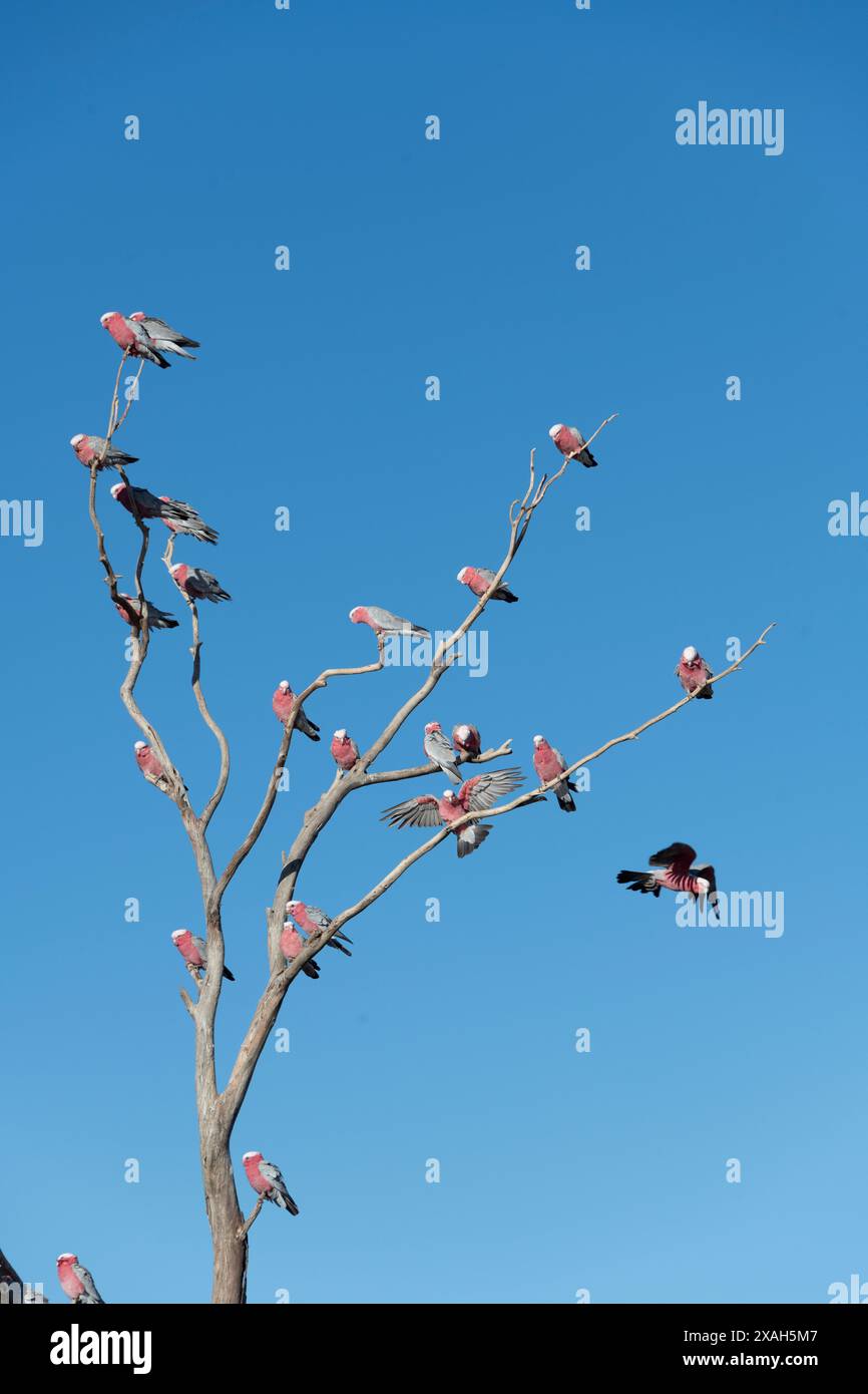 Galah flock hi-res stock photography and images - Alamy