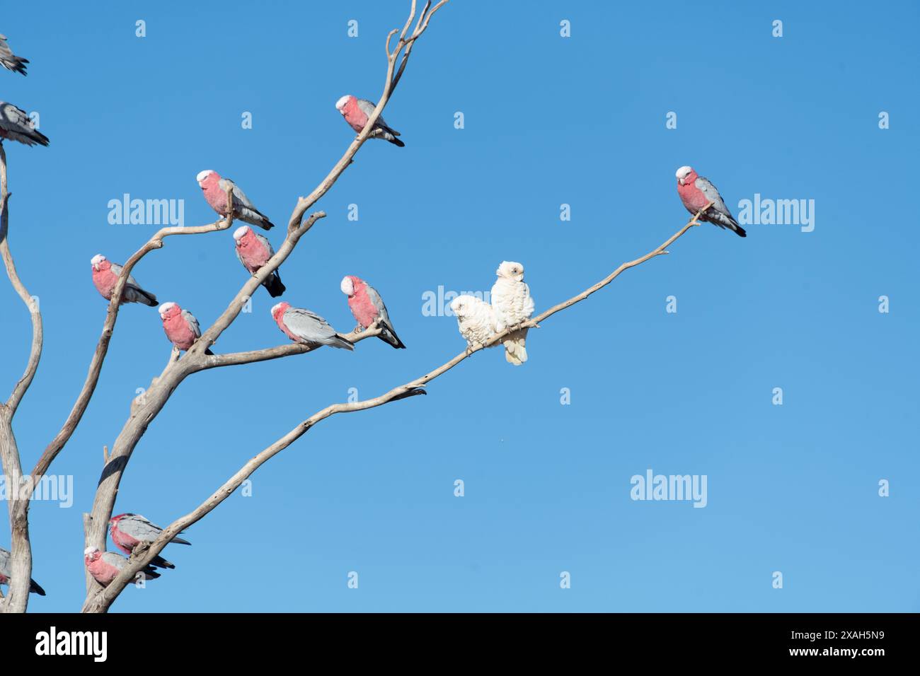 Galah flock hi-res stock photography and images - Alamy
