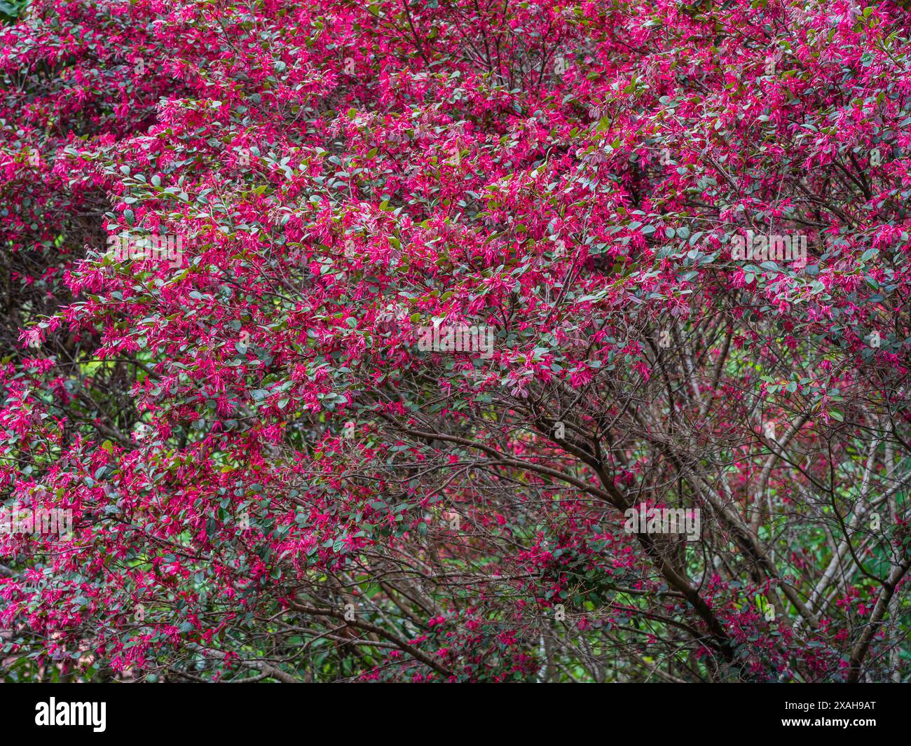 View of bright pink purple flowers of blooming loropetalum chinense ...
