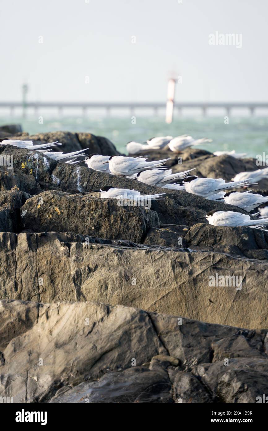 White-fronted tern (Sterna striata) colony in Bluff, New Zealand. Terns ...
